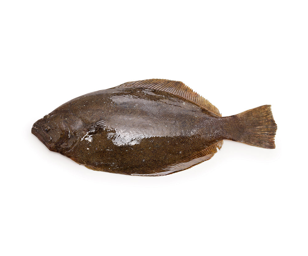Fresh Korean Fluke (Hirame) Fillet (includes 2 fillets) - 1.30 ~ 1.50l