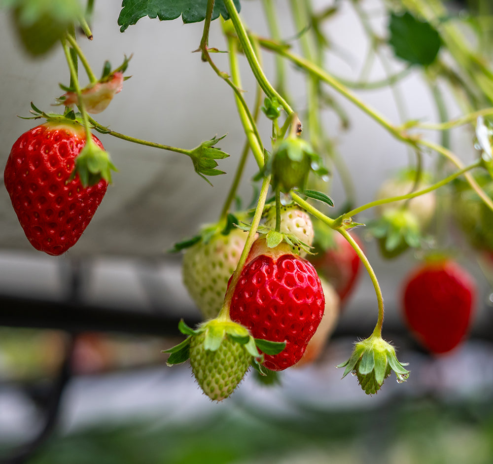 Japanese Tochiotome strawberry - 280g