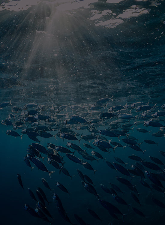 Sushi Grade Tuna Delivery: Bluefin - Noble Fresh Cart